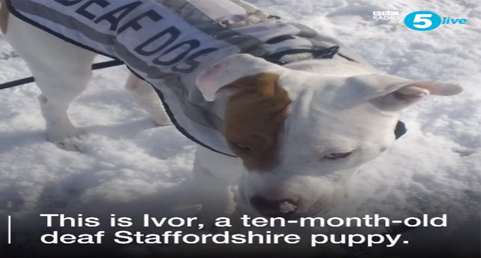 Deaf Dog Story: Sign Language Has Changed Its Puppy's Life Completely
