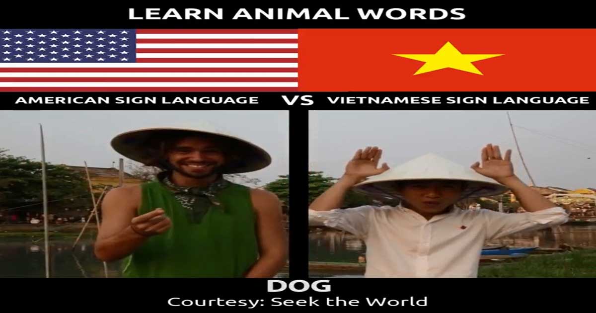 Learn Animal Words in Vietnamese Sign Language Vs ASL