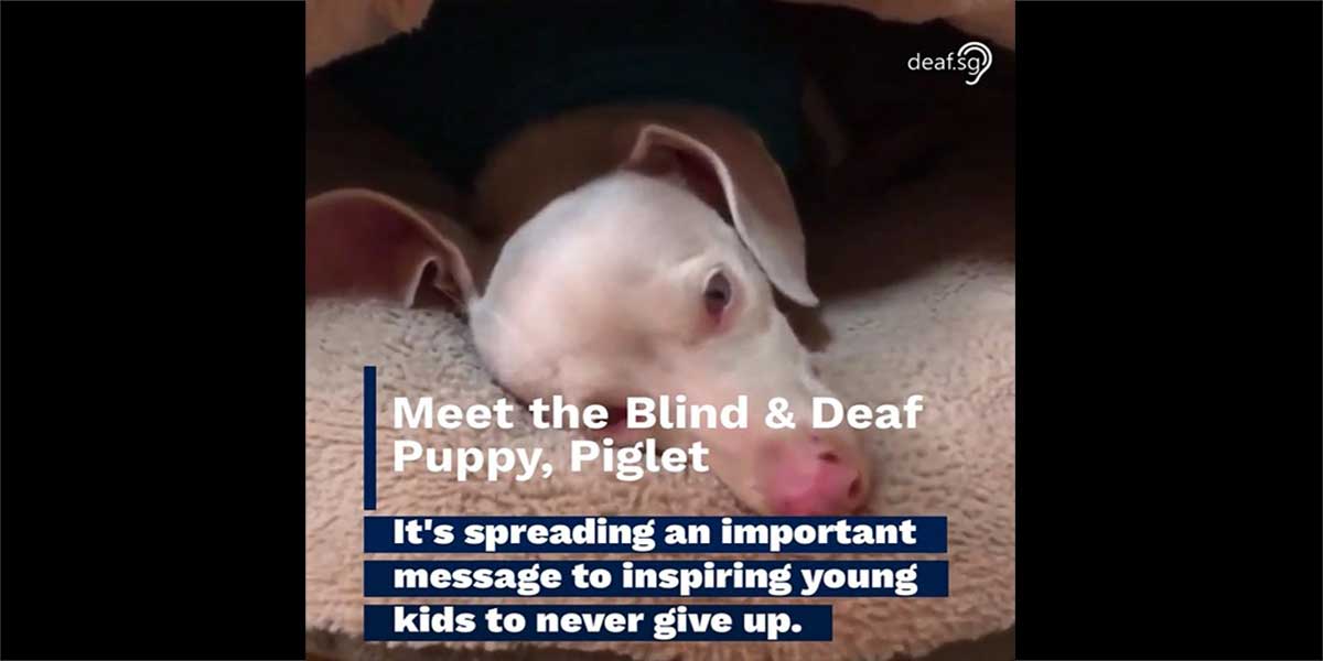 Meet Blind & Deaf Puppy Piglet Which Inspires Young Kids Not to Give up