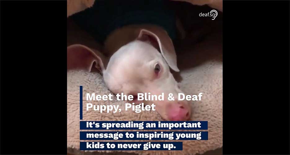 Meet Blind & Deaf Puppy Piglet Which Inspires Young Kids Not to Give up