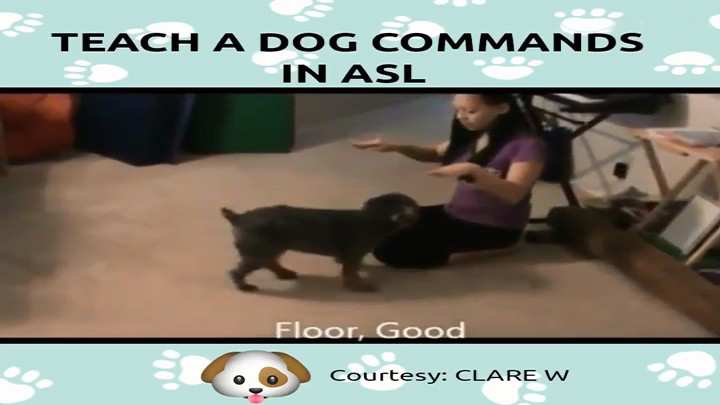 The owner named Paula Nunes teaches dogs commands in sign language.