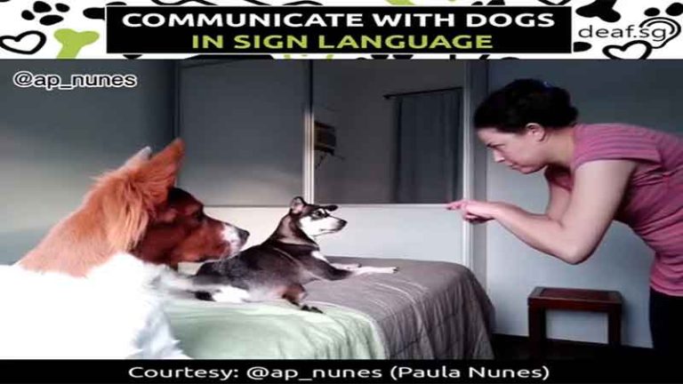 The owner named Paula Nunes teaches dogs commands in sign language.